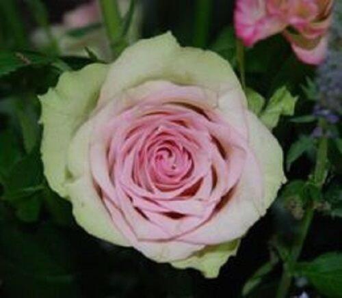 LWSTORE Dancing Queen Rose Bush 20 Seeds USPS Shipping - Seeds & Bulbs
