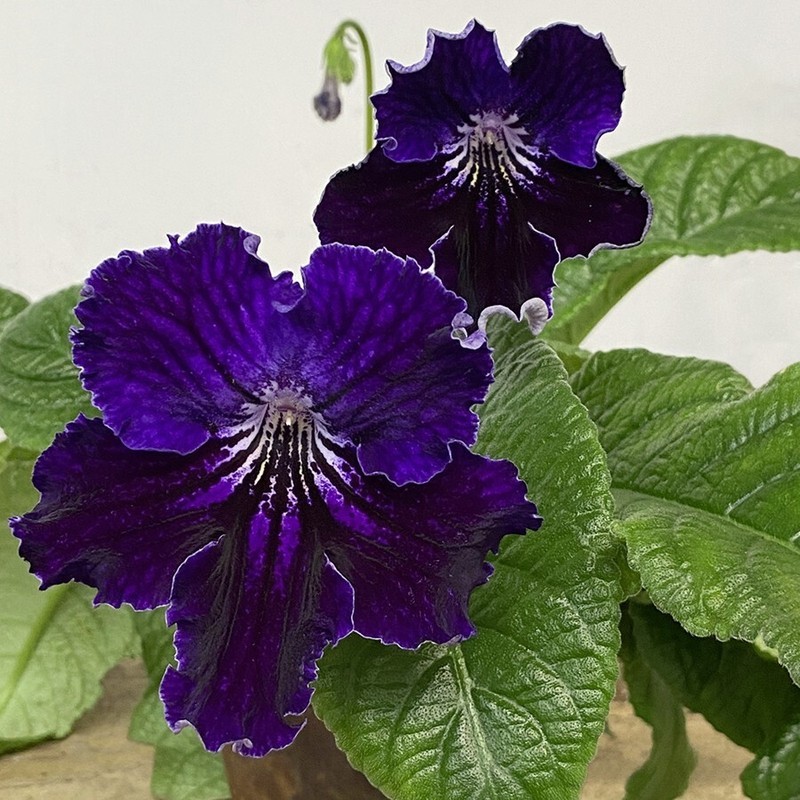 FMG 15 Seeds Cape Primrose Siberia House Flowers Fast Grow - Seeds & Bulbs