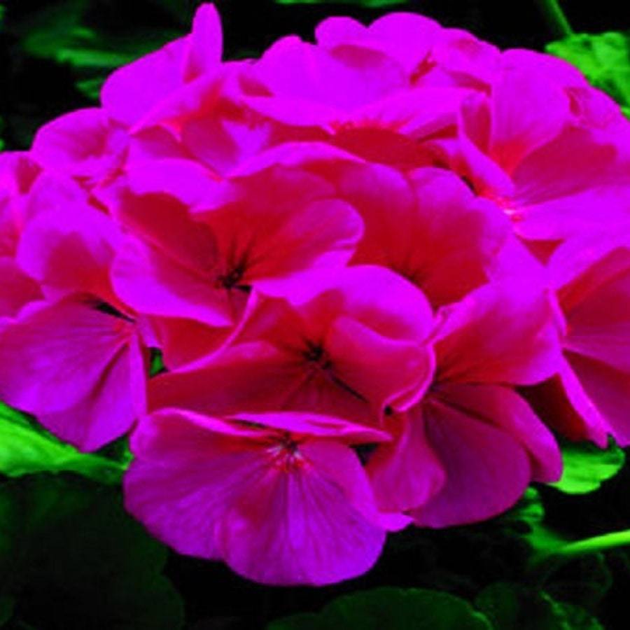Geranium Saturn Violet 15 Seeds Geranium Seeds Fresh Garden - Seeds & Bulbs