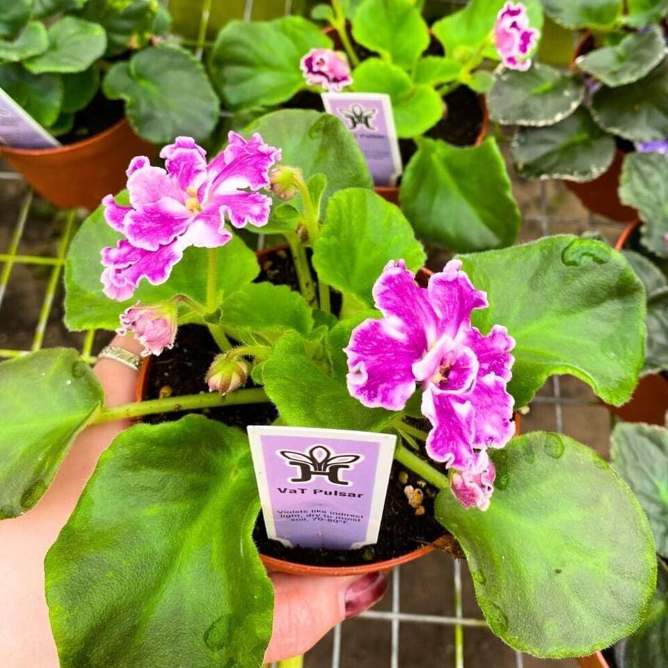 VaT Pulsar African Violet, 4 inch, Gesneriad and 50 similar items