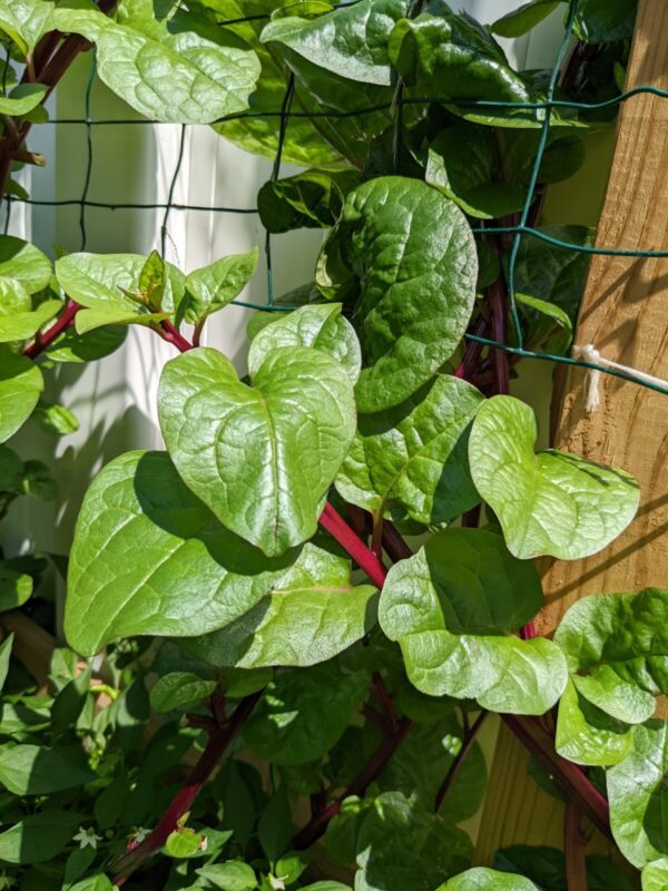 200 Red Malabar Spinach Alugbati Vietnamese Spinach Pui Poi Shak Seeds ...