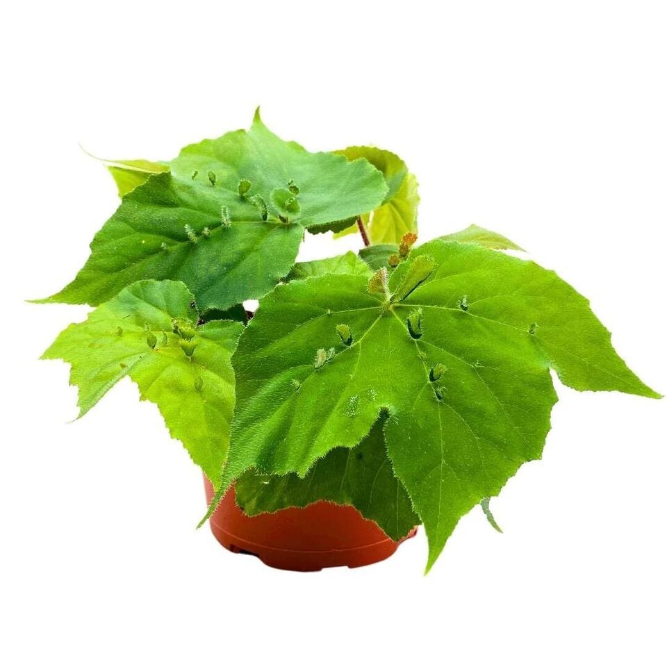 Begonia hispida VAR. cucullifera Begonia 6 inch Green Fuzzy New Growth ...