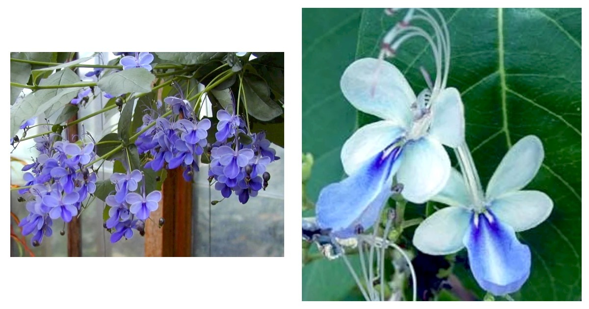 Blue Wings Blue Butterfly Bush Small Rooted Starter Plant Clerodendrum ...