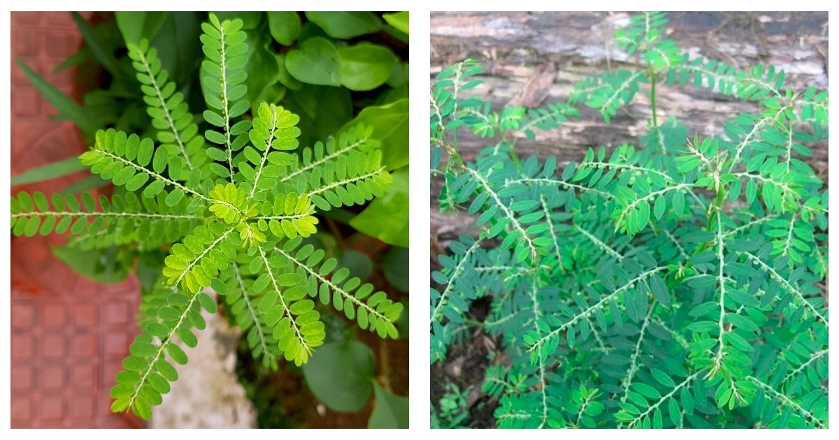 150 Seeds Phyllanthus Niruri Bhuiamla Green Chanca Piedra Seeds - Seeds ...