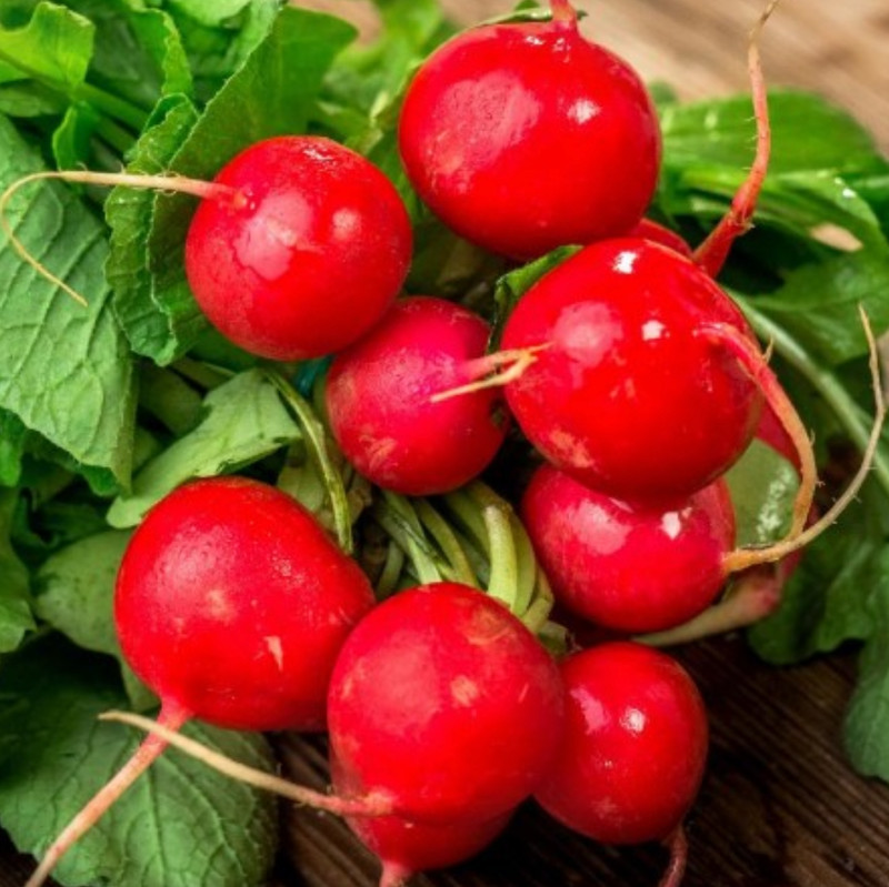 BRN 2000 Champion Radish Seeds 30 Day Harvest Non Gmo 2000 Seeds Fresh ...
