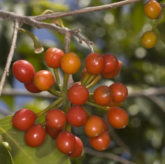 Huberantha Cerasoides Cherry Ashok Tree 5 Seeds New Fresh US Shipping ...