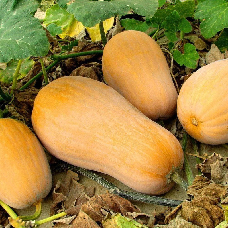 SDC Butternut Squash Seeds Garden Vegetable Winter Pumpkin Waltham Seed ...