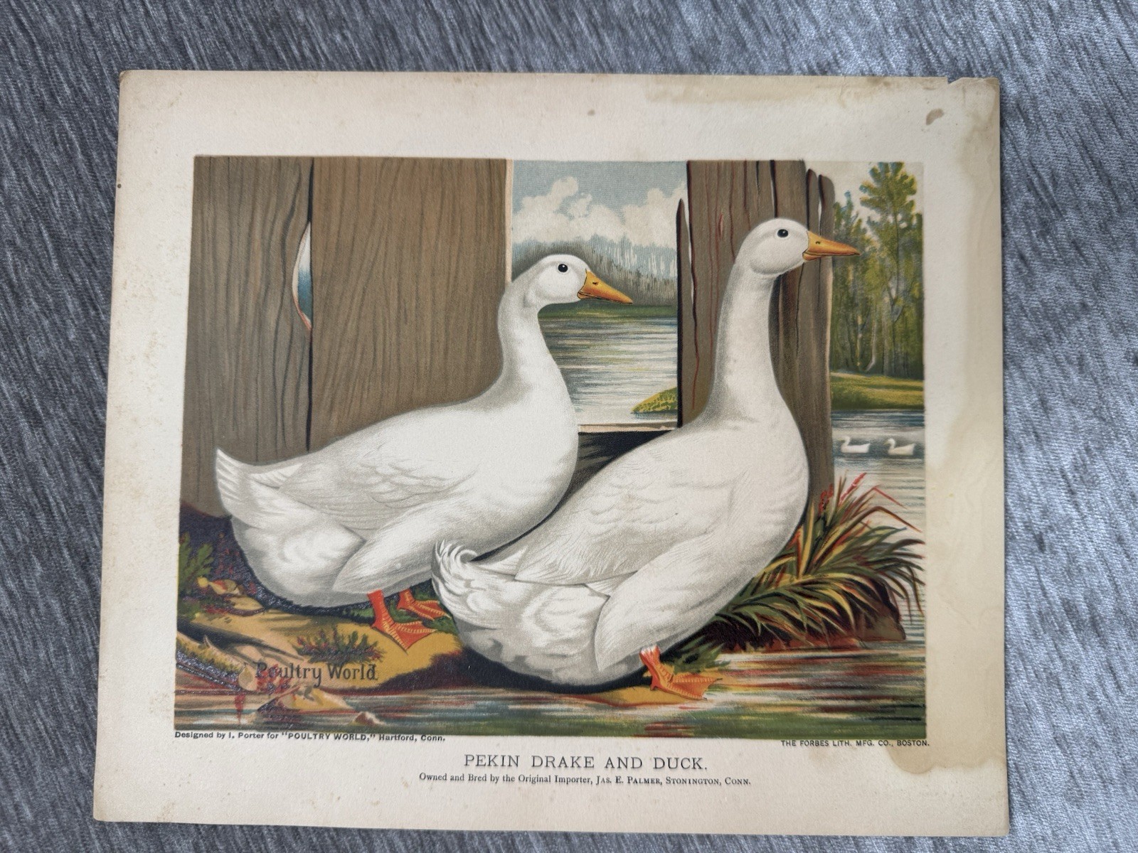 Antique Pekin Drake and Duck Litho I. Porter Poultry World Art Animals ...