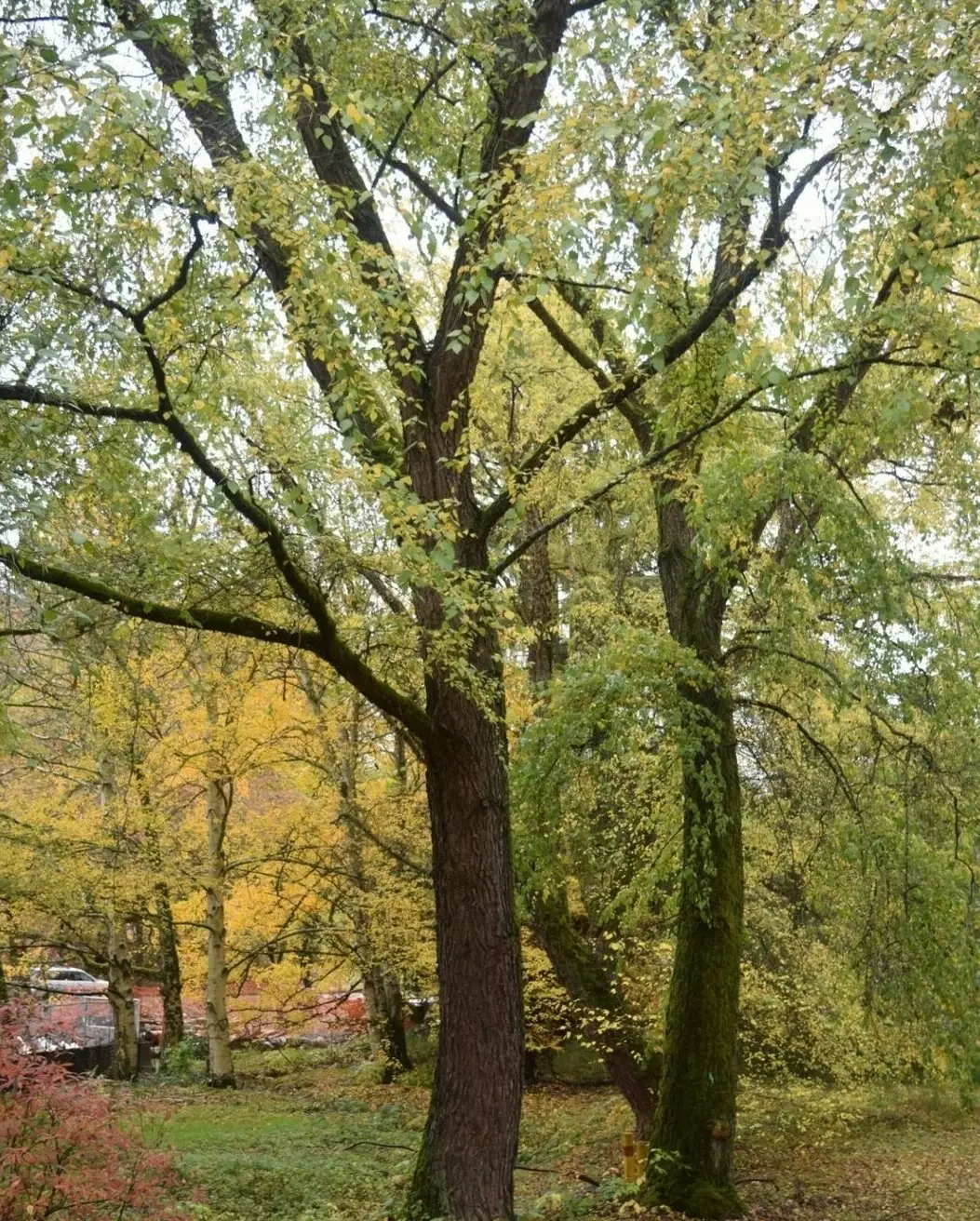 River Birch Tree - 24-36" Tall Live Plant - 2-3 Foot Copper Birch ...