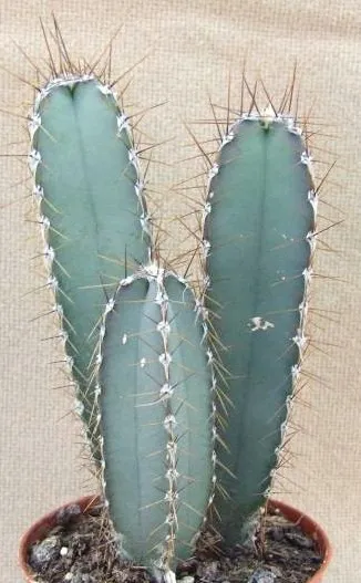 Cereus Validus Grafting Stock Grafted Cacti Night Flower Cactus 100 ...