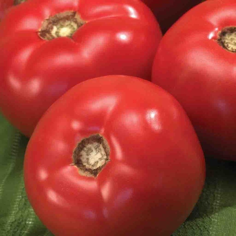 FMG Beefmaster Tomato Seeds Beefmaster Hybrid Tomatoes Non Gmo 30 Seed ...