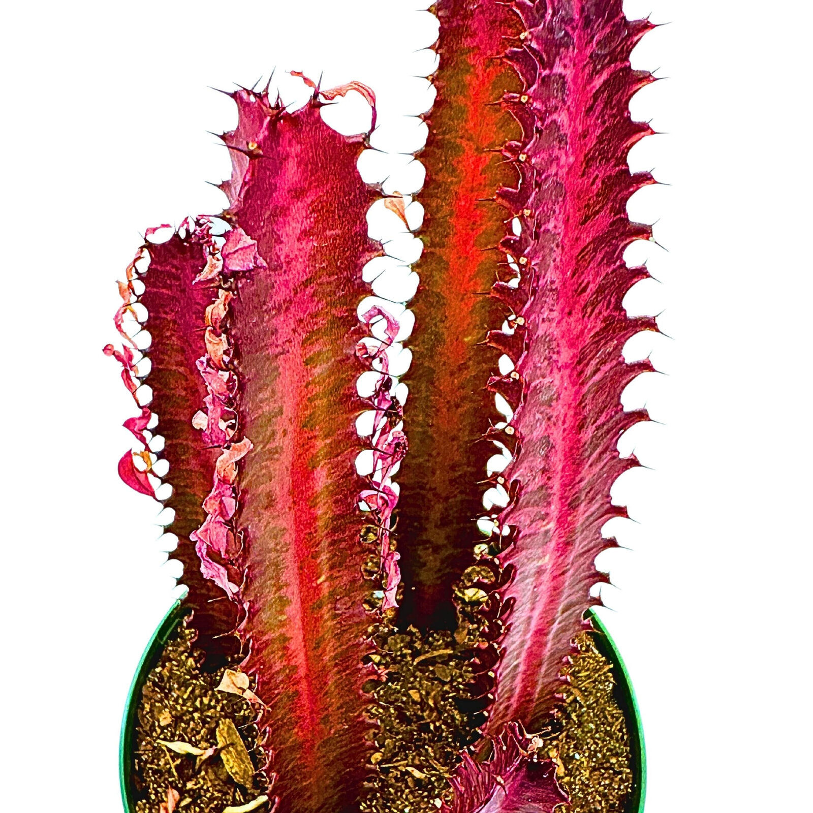 Red African Milk Tree, 6 inch Pot, Euphorbia Trigona, All red - Plants ...