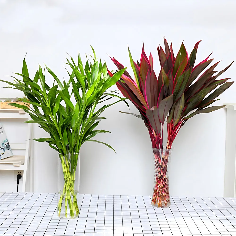 The Power of Lucky Bamboo: 5 Simple Steps to Grow Good Luck from Seeds ...