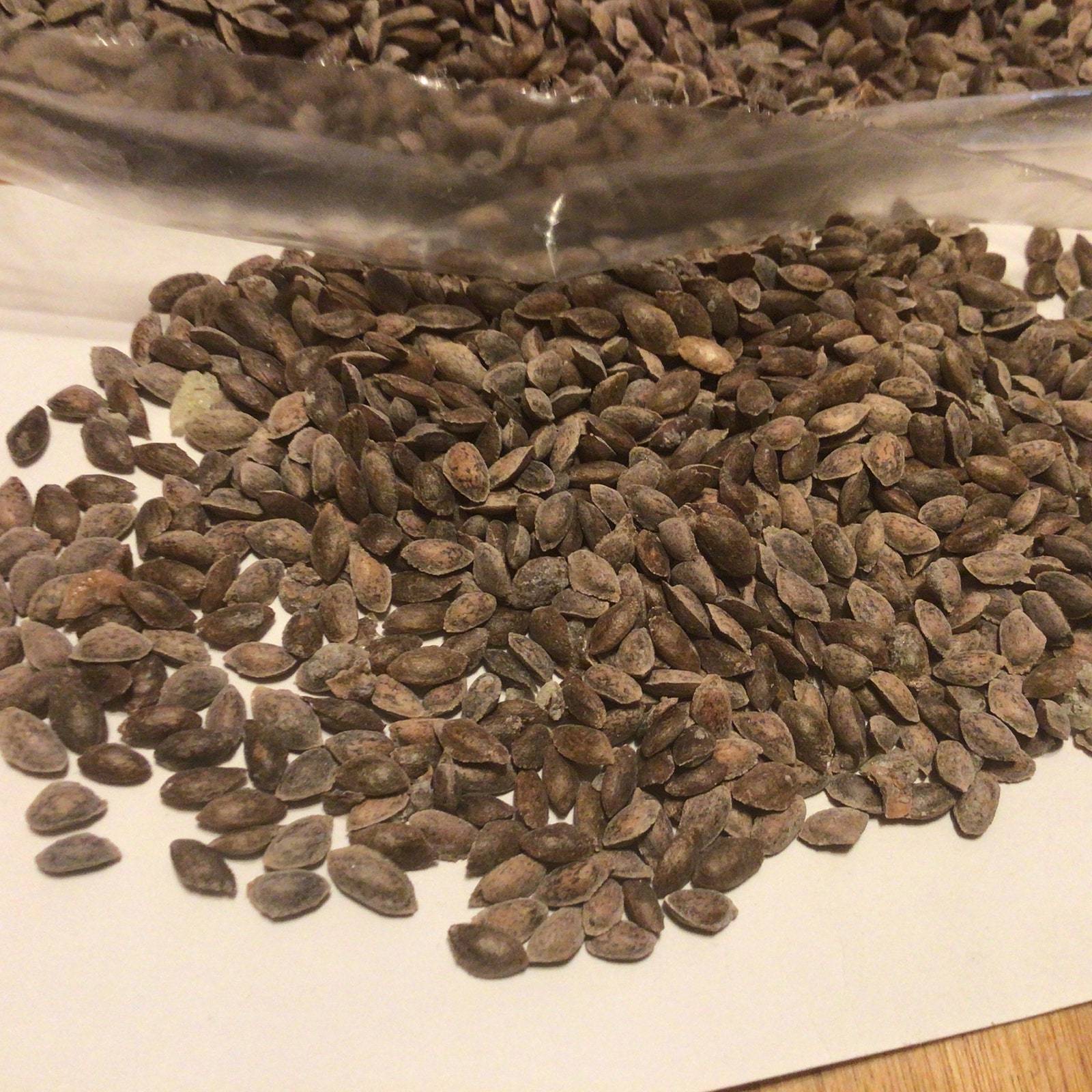 Eastern White Pine Tree Seeds PINUS STROBUS New Supply Fresh Seeds ...