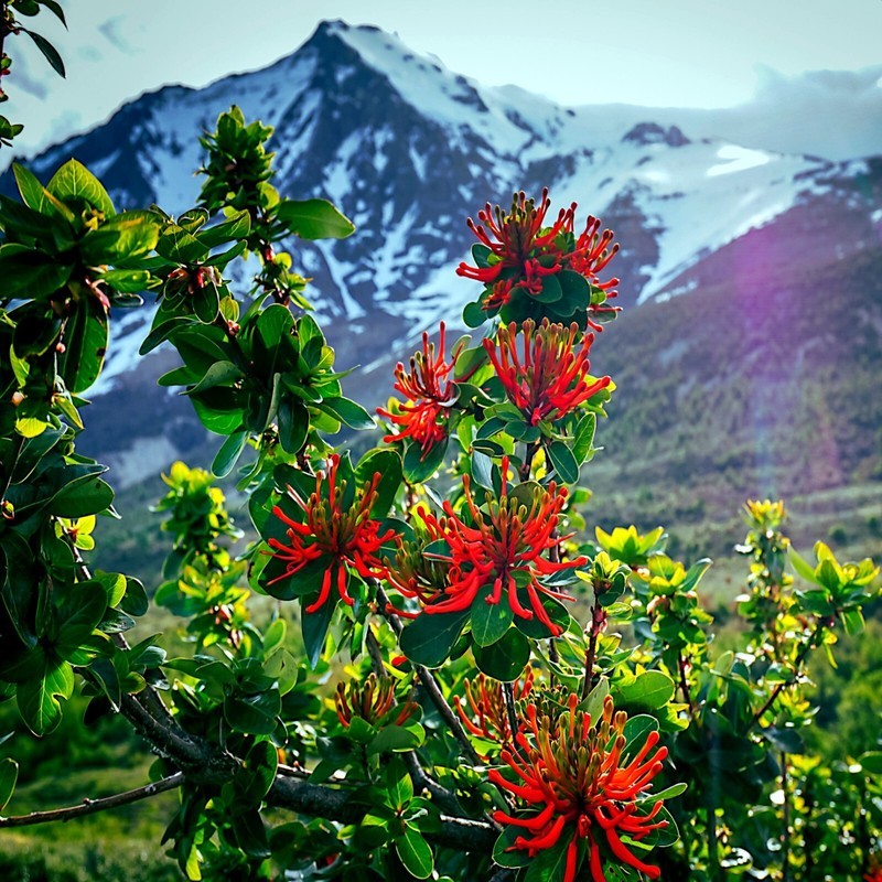 KKG 10 Chilean Firebush Tree Seeds Embothrium Coccineum Flame Flower ...