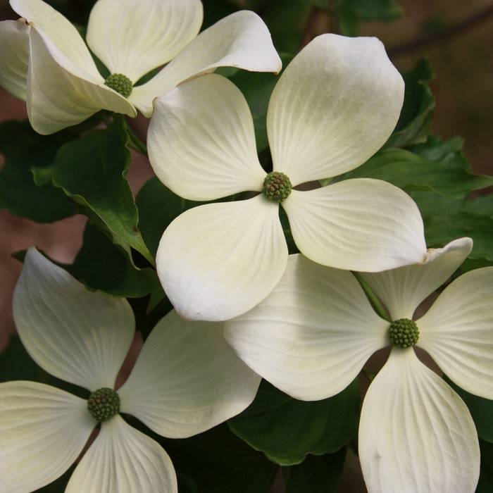 Cornus Kousa Venus Chinese Dogwood 24 Inch Tall Ships Bare Root New ...