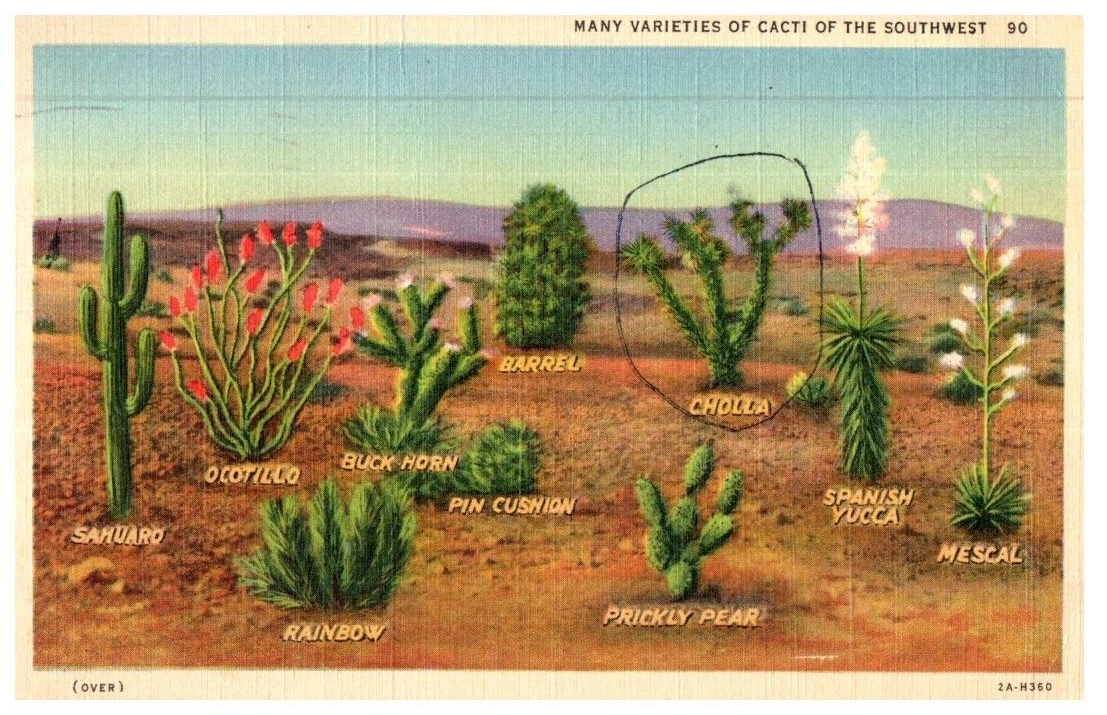 Varieties Of Cacti Peculiar To The Desert Region Cactus Postcard Posted ...