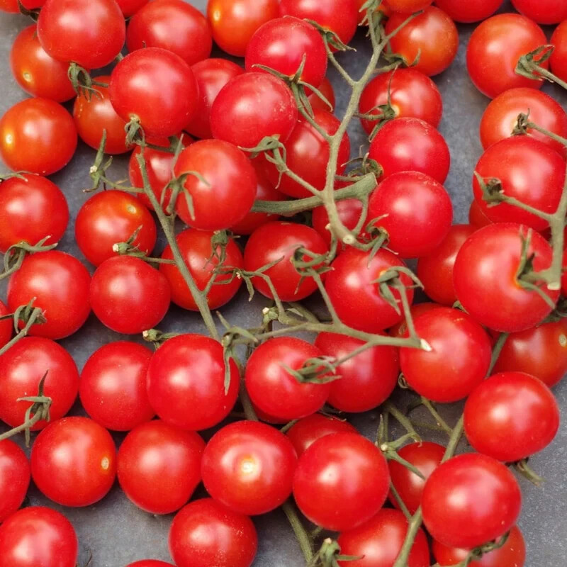 SYR 50 Seeds Supernova Tomato Tomatoe Vegetable Fast Growing - Seeds ...