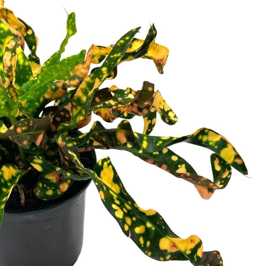 Twisted Variegated Croton Mammy, 4 inch, Very Rare Codiaeum variegatum ...