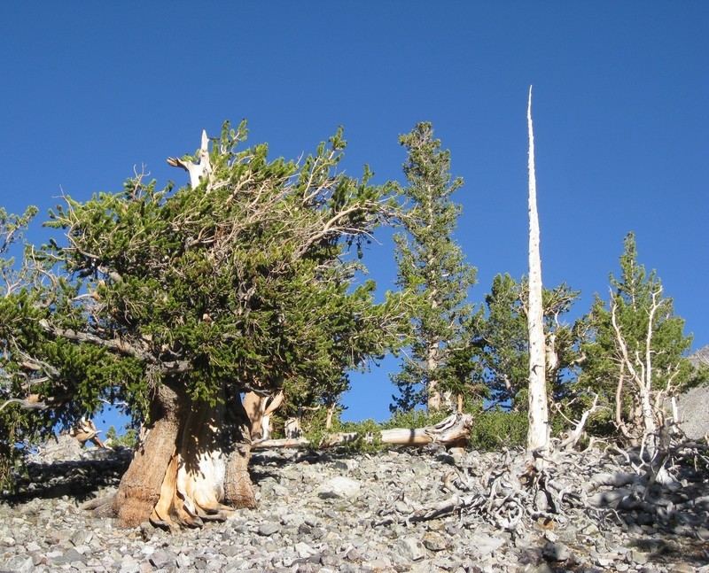 SRN Pinus Longaeva Great Basin Bristlecone Pine Tree Seeds Garden ...
