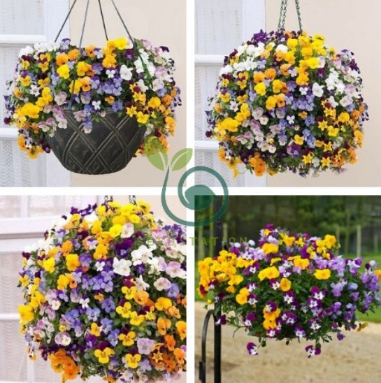 40 Seeds Beautiful Hanging Bonsai Colorful Pansy - Seeds & Bulbs
