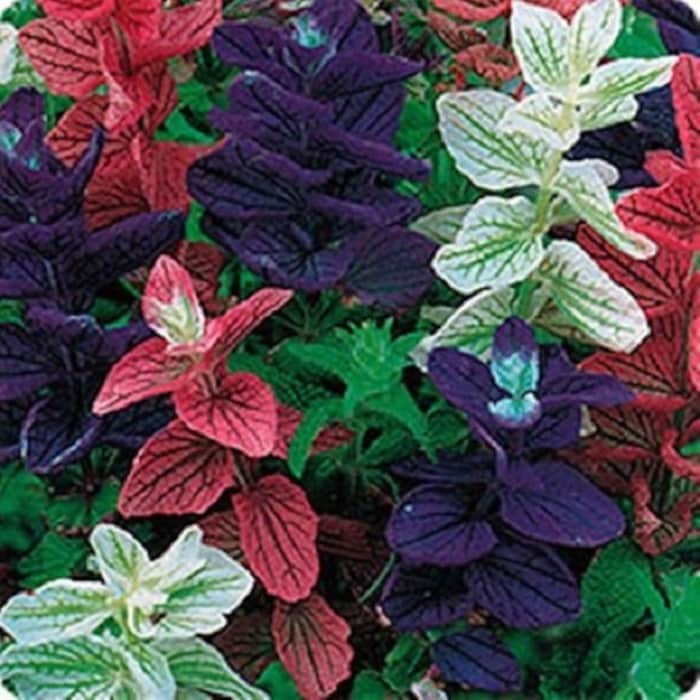 40 Salvia Tri Color Mix Flower Seeds Perennial Deer & Drought Tolerant ...