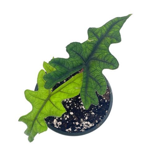 Alocasia Jacklyn, 4 inch, Tandurusa, Extremely Rare Alocasia Jaclyn ...