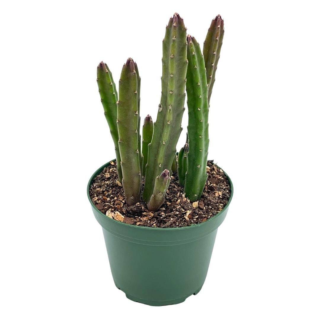 Stapelia gigantea, Giant Starfish Flower, Rare Huernia, Zulu Carrion ...