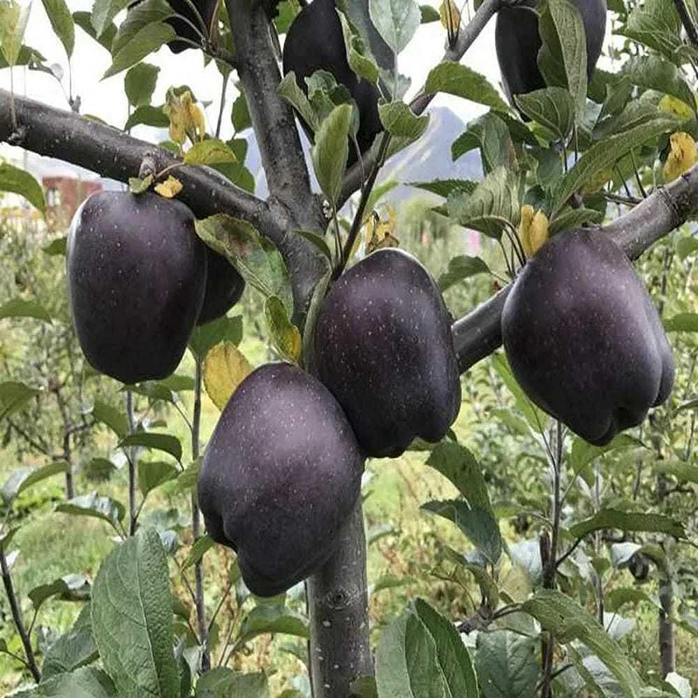 Diamond Apple Dwarf Fruit Seeds-Black-apple seeds - Fresh Cut Flowers ...