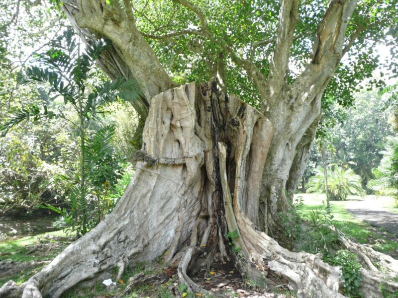 LWSTORE Sacred Fig Peepul Tree Seeds Ficus Religiosa 50 Seeds USPS ...