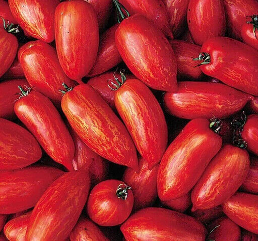 HS 50 Seeds Perfect Flame Tomato Tomatoe Vegetable Garden Edible ...