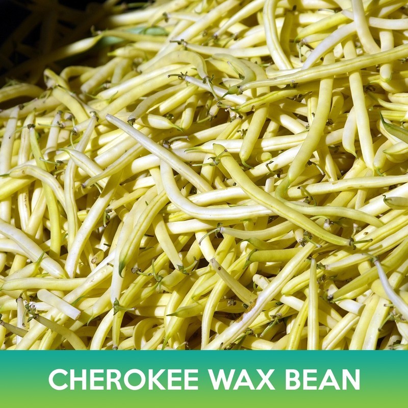 KKG Cherokee Wax Bean Seeds Fresh Garden - Seeds & Bulbs