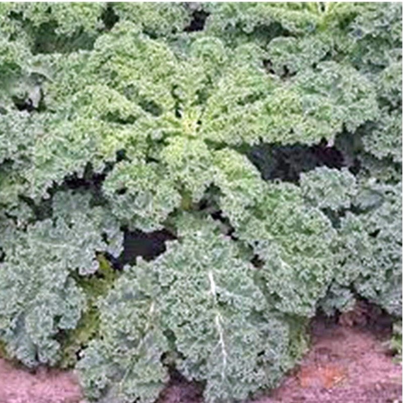 SMX Improved Dwarf Siberian Kale 200 Seeds Non-Gmo~ Organic Indoor ...