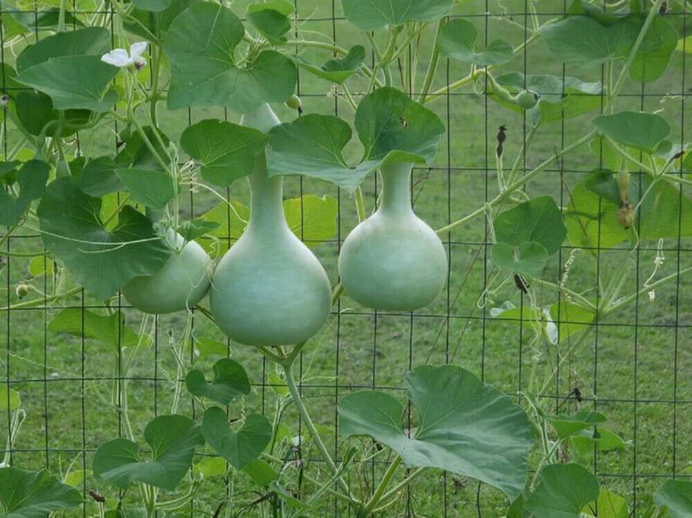 5 high germination Seed Lagenaria Siceraria and similar items