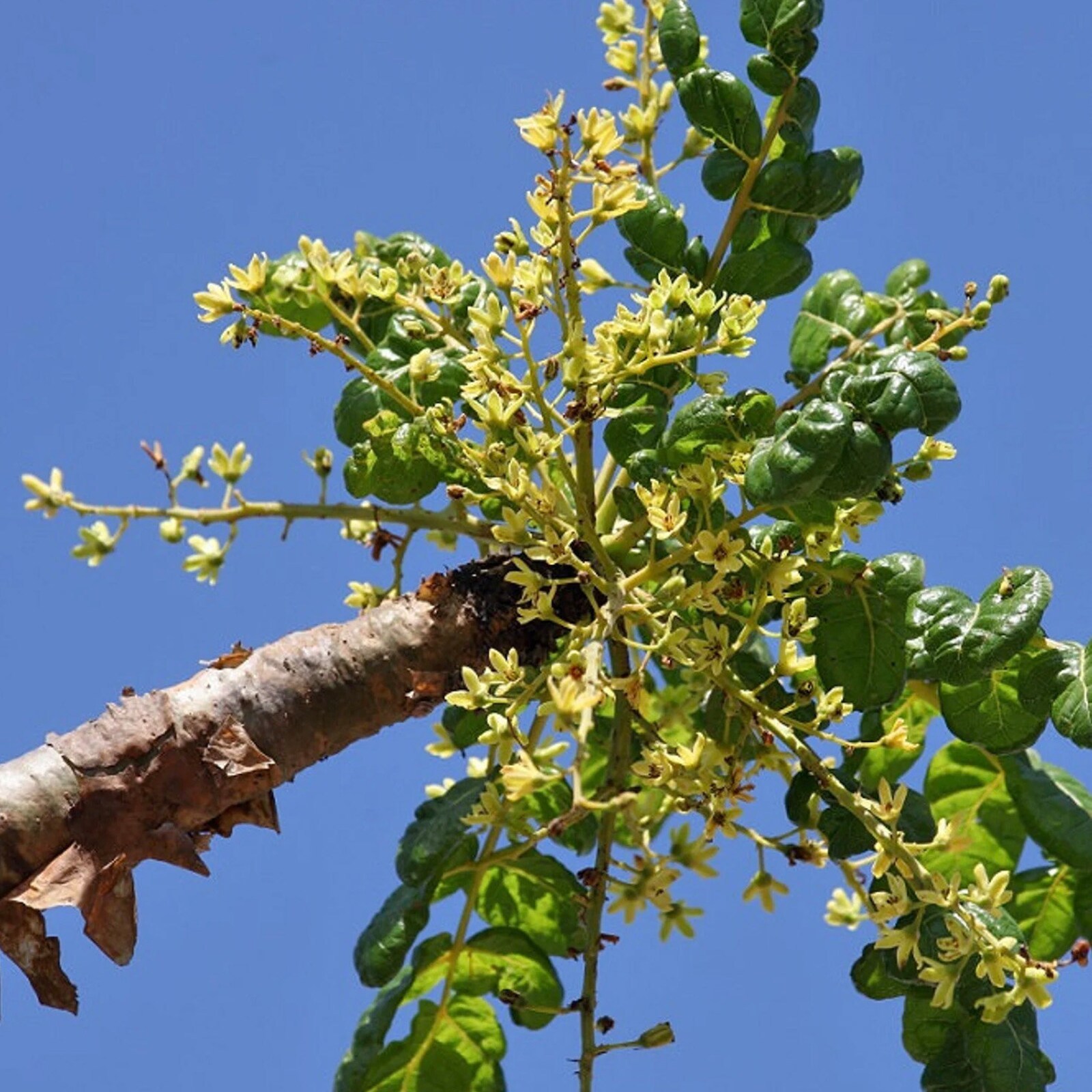 Boswellia Serrata India Frankincense Salai Guggal Shallaki 5 Seeds New ...