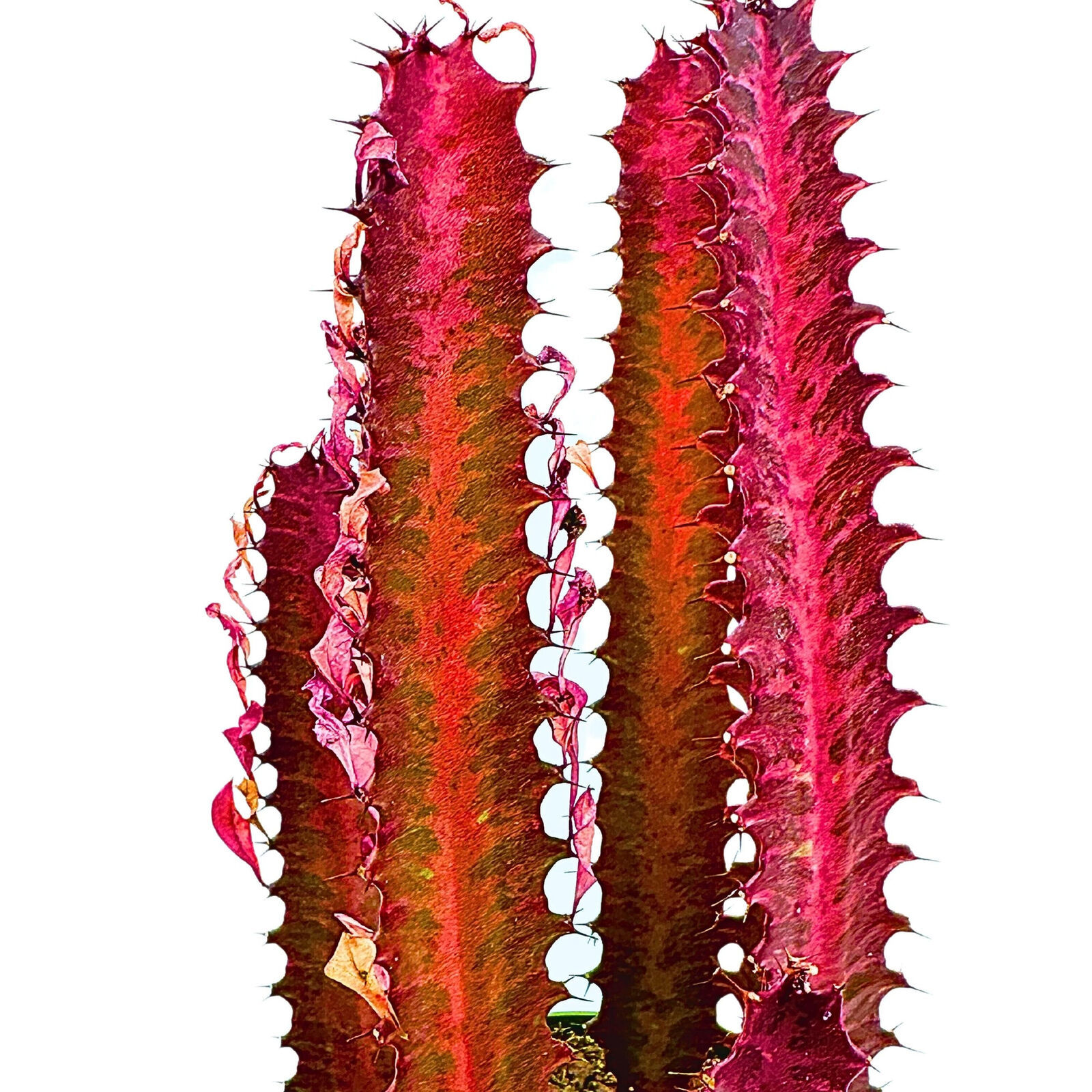 Red African Milk Tree, 6 inch Pot, Euphorbia Trigona, All red - Plants ...