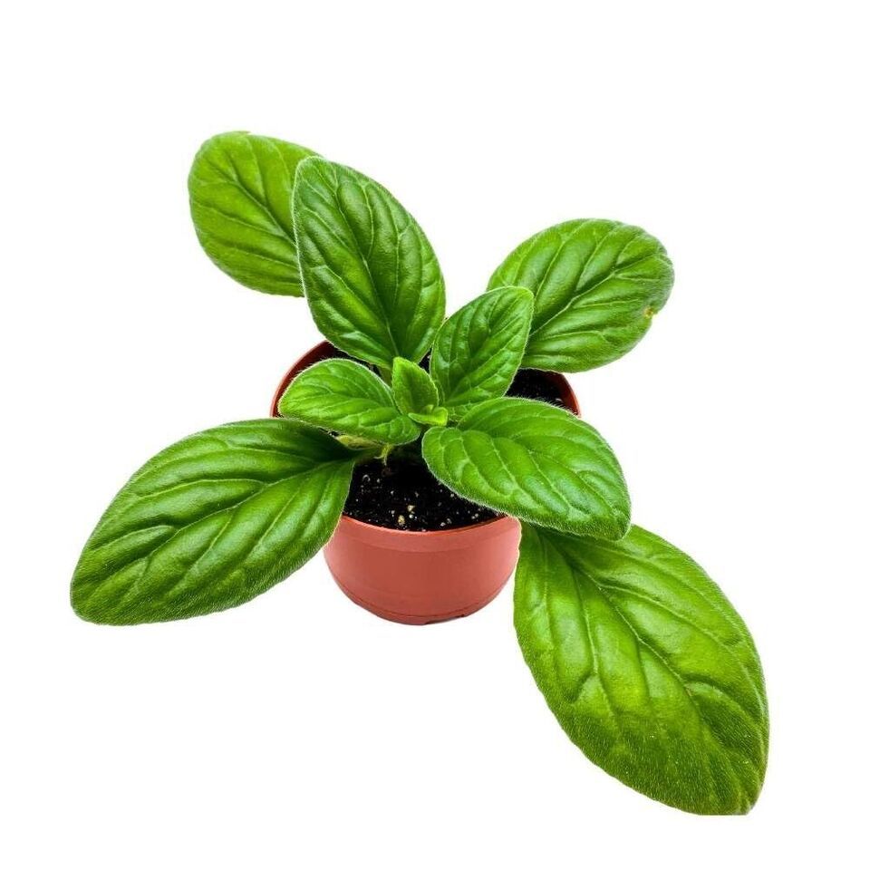 Kitaguni Gesneriad Primulina, 6 inch Flowering Indoor Chirita Plant ...