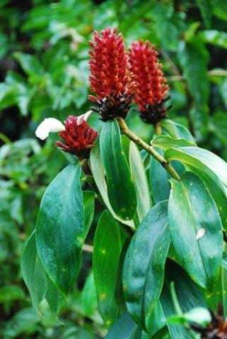 Daun Pacing - Costus speciosus Leaf (Dried and Powder), 80 Gram - Other ...