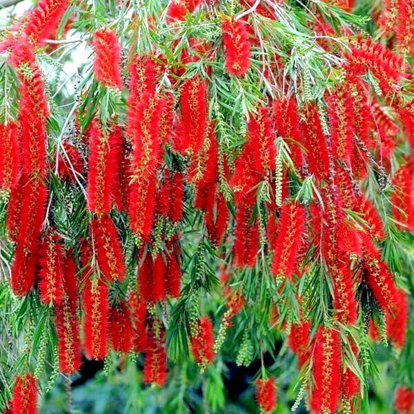 50 Weeping Bottlebrush Flower Tree Seeds Garden Plant Callistemon ...