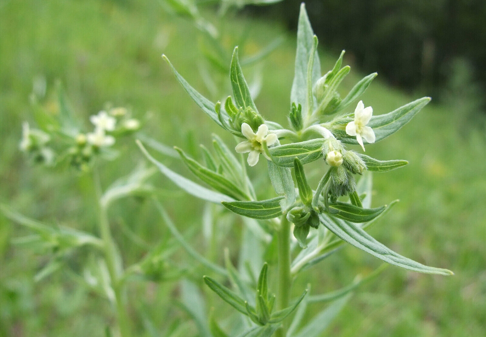 EUROPEAN GROMWELL seed Herb Tea - for urination, Lithospermum ...
