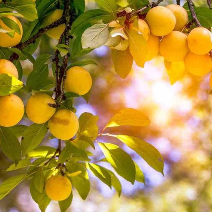 Yellow Plum Tree 1-2Ft Tall Now Live Fruit Tree Plant Garden - Other ...