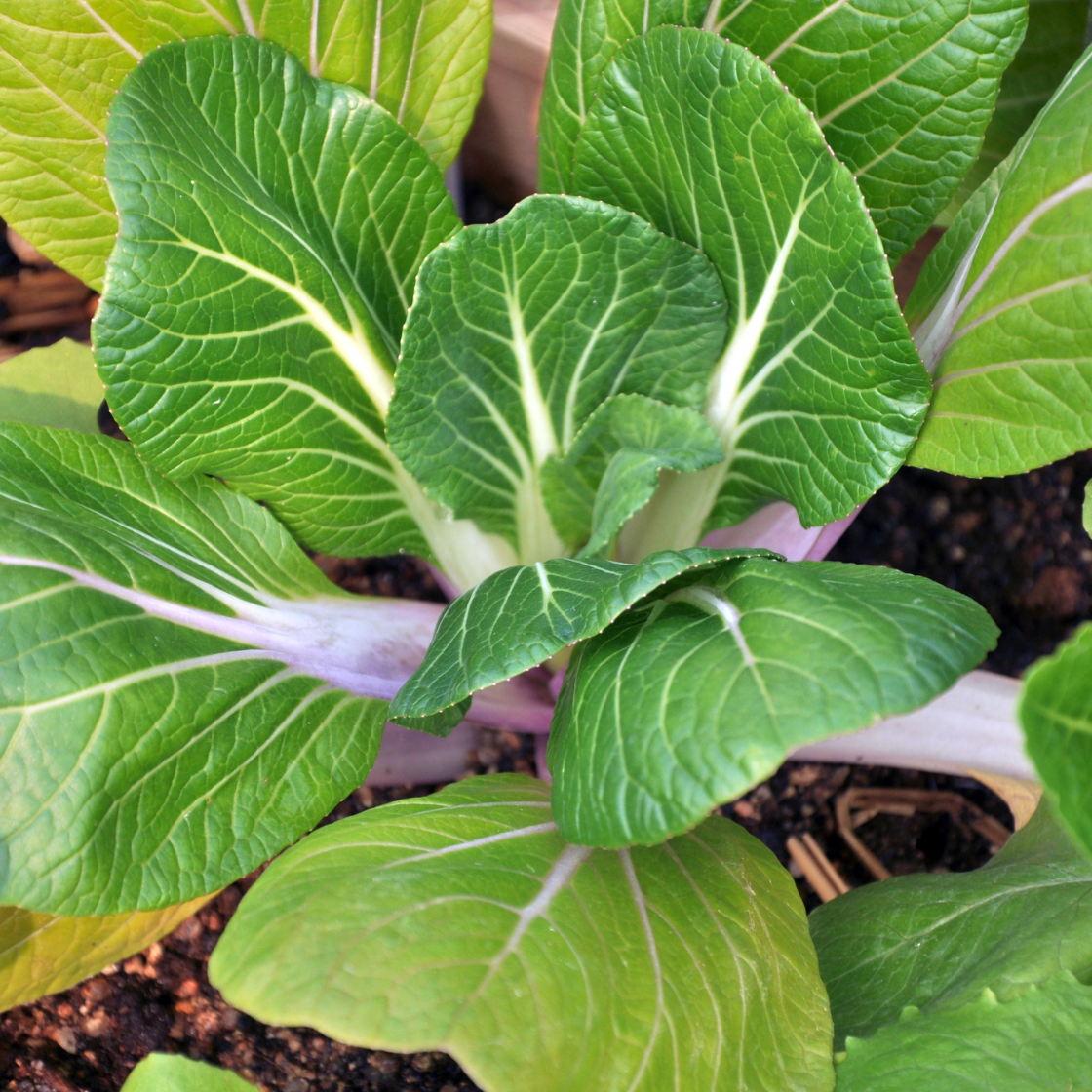 Vegetable Chinese cabbage Suzhou green 2000 PCS Seeds - Seeds & Bulbs