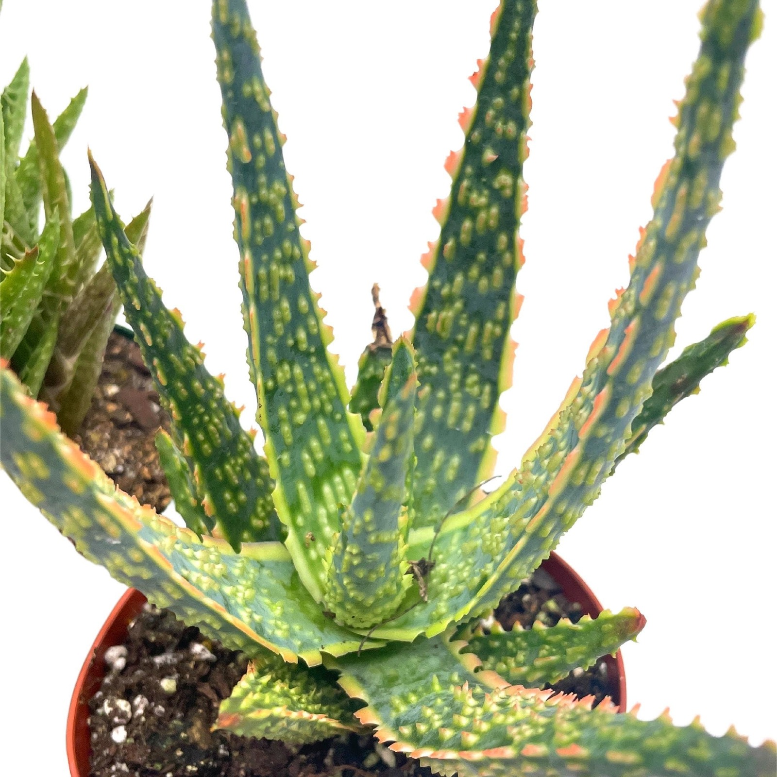 Aloe Assortment, Aloe Vera Variety Set of 4 in 4 inch pots, Barbados ...