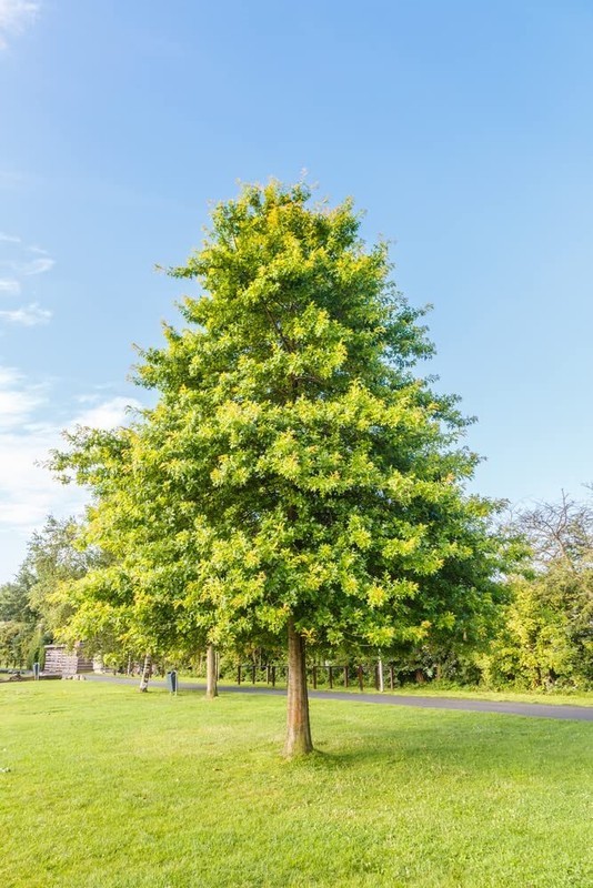 Pin Oak Tree Seeds For Planting 5 Big Healthy Seeds Stunning Red Oak ...