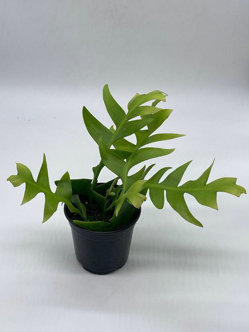Sharktooth Fern, 4 Inch, Selenicereus chrysocardium - Plants & Seedlings