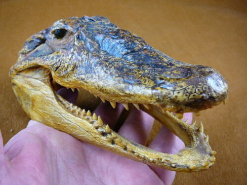 (G-Def-163) Deformed Gator split jaw ALLIGATOR Aligator HEAD teeth ...
