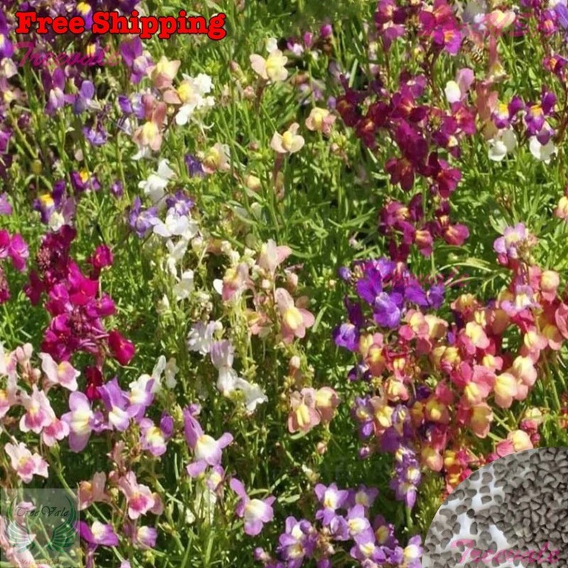 Fairy Bouquet Snapdragon Spurred Snapdragonbaby Snapdragon Mix Flower ...