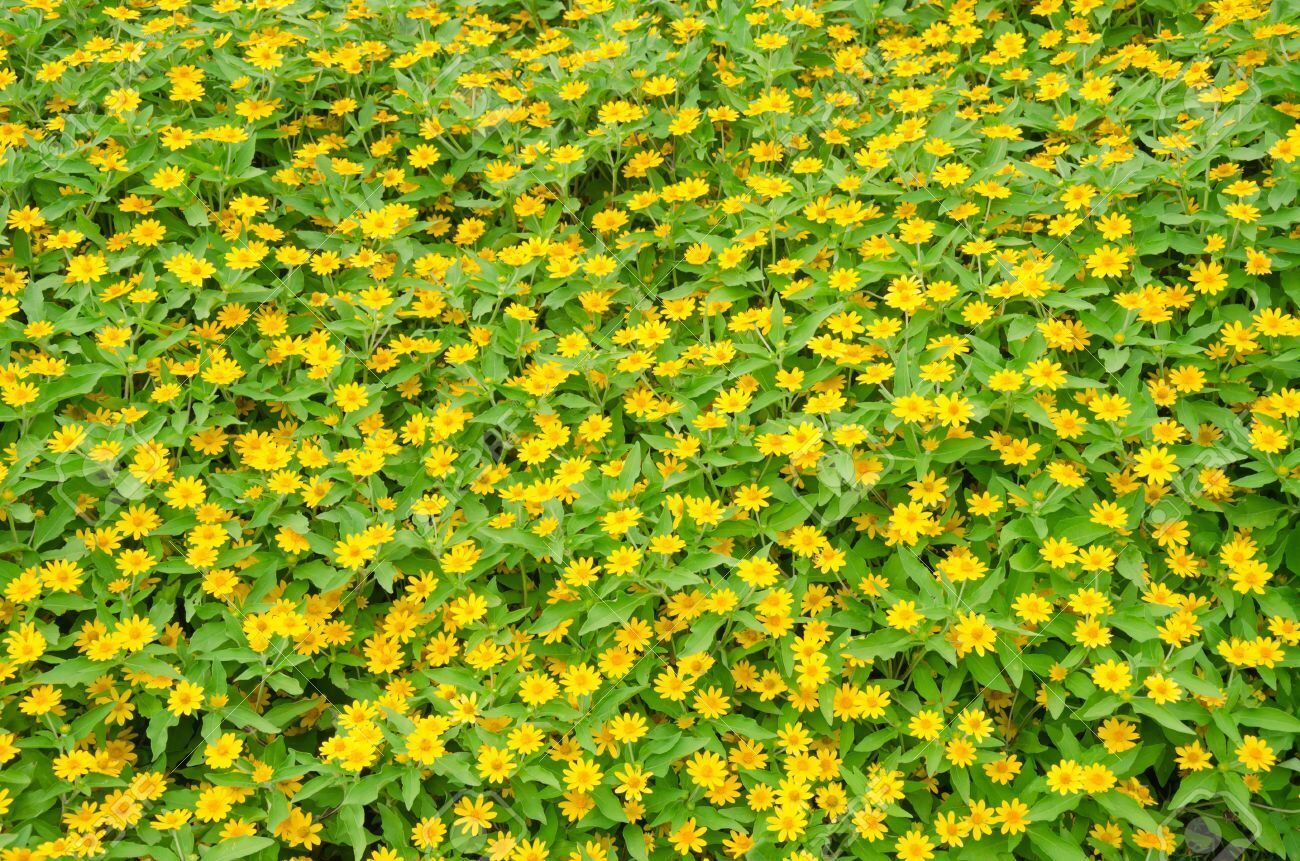 100 Live Rooted Vines Wedelia Trilobata Perennial Crawling Flower ...