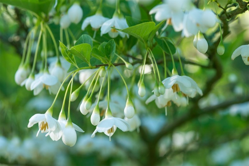 KKG Halesia Diptera Two Wing Silverbell Tree Seeds Fresh Garden - Seeds ...