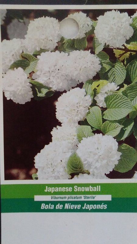 Japanese Snowball Tree Healthy Home Garden Plants Landscape Trees Plant ...